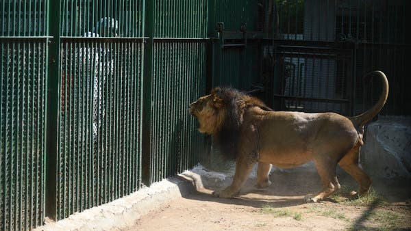 Lions maul zookeeper to death at Crimea safari park Lions maul zookeeper to death at Crimea safari park